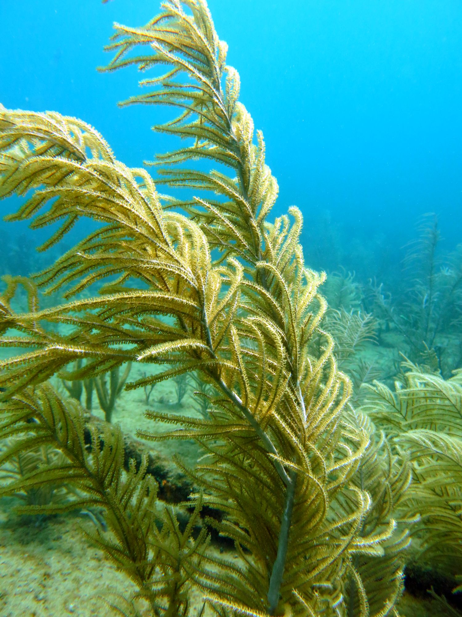 Gorgonian 2 | Jonathan Freedman